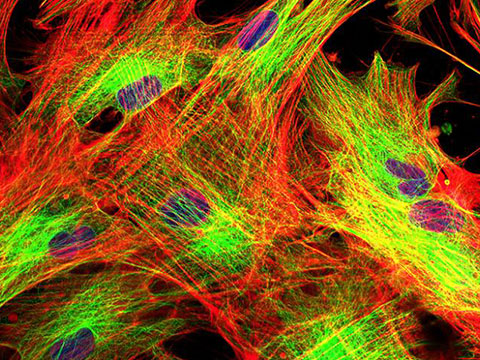 Treatments - CEMATEC